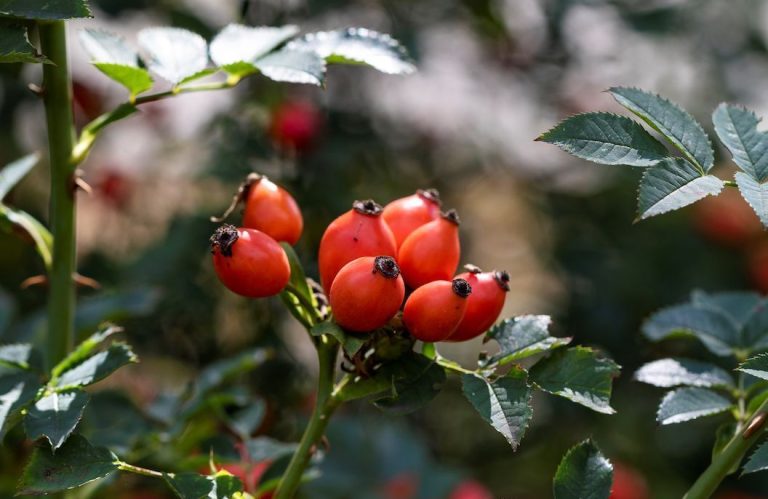 Rosehip: everything you need to know about this ultra-vitamin fruit ...